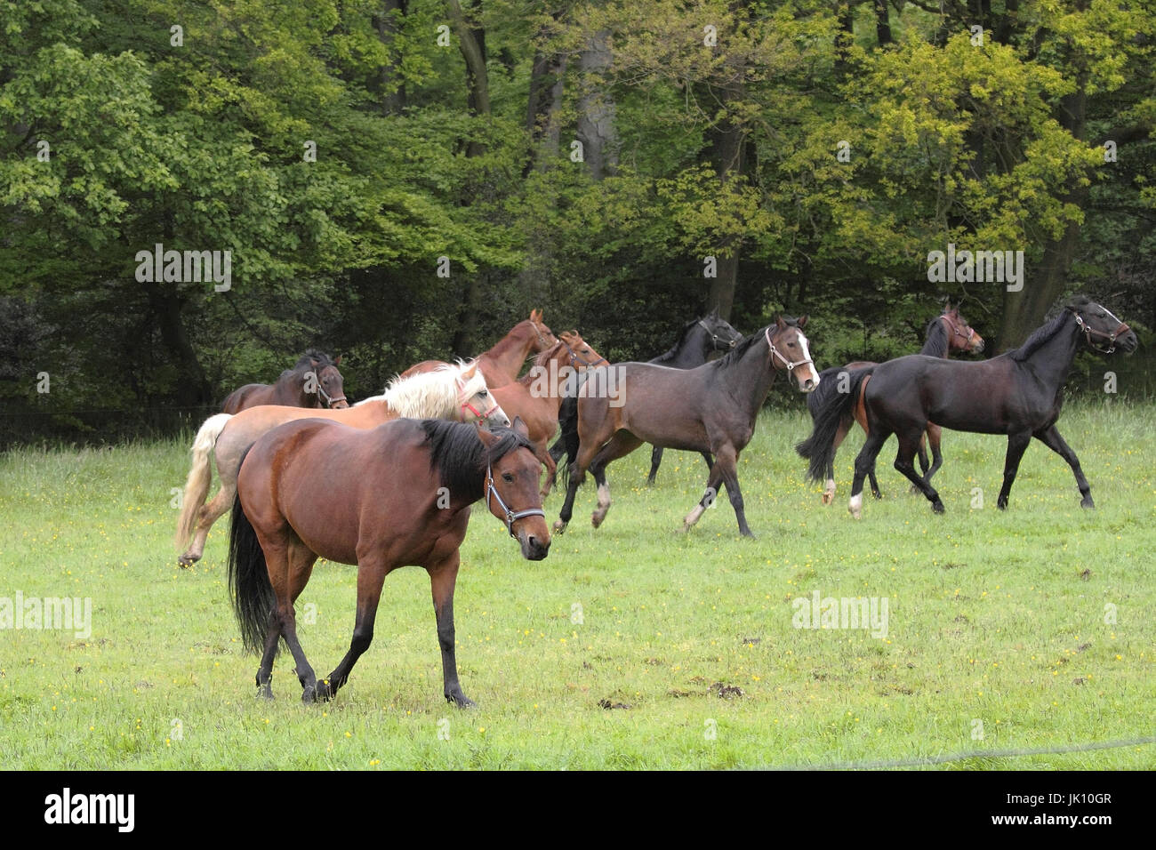 Pferd auf der weide hi-res stock photography and images - Alamy
