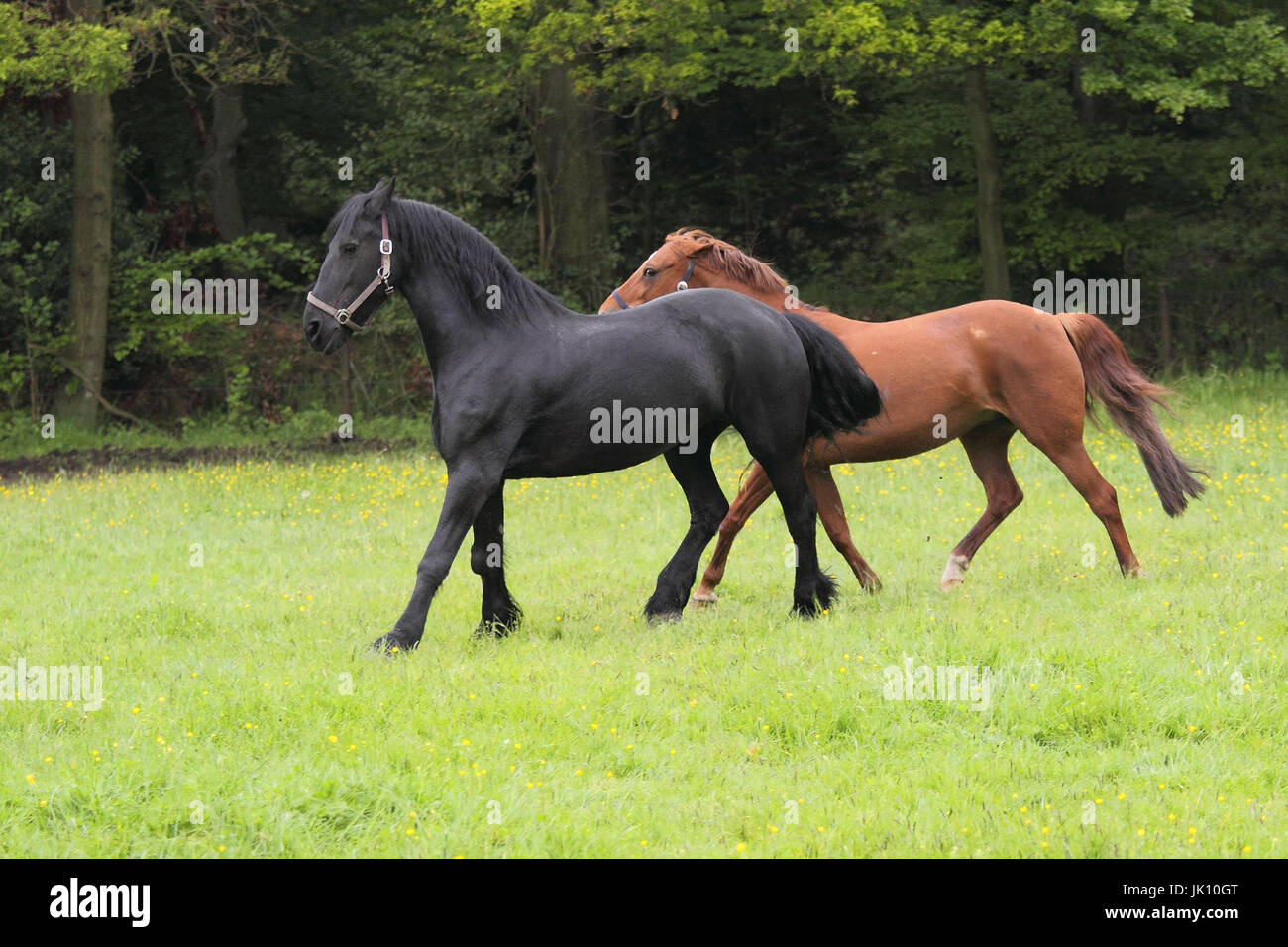 Horses on the pasture, Pferde auf der Weide Stock Photo - Alamy