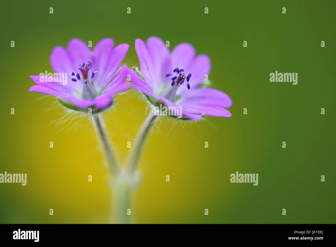 Rote blume hi-res stock photography and images - Alamy