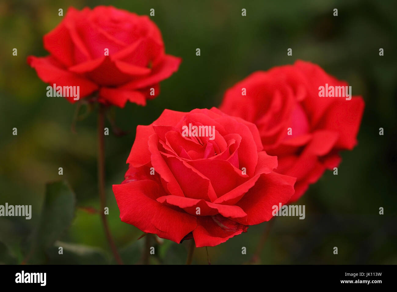 Red roses in the garden, Rote Rosen im Garten Stock Photo - Alamy