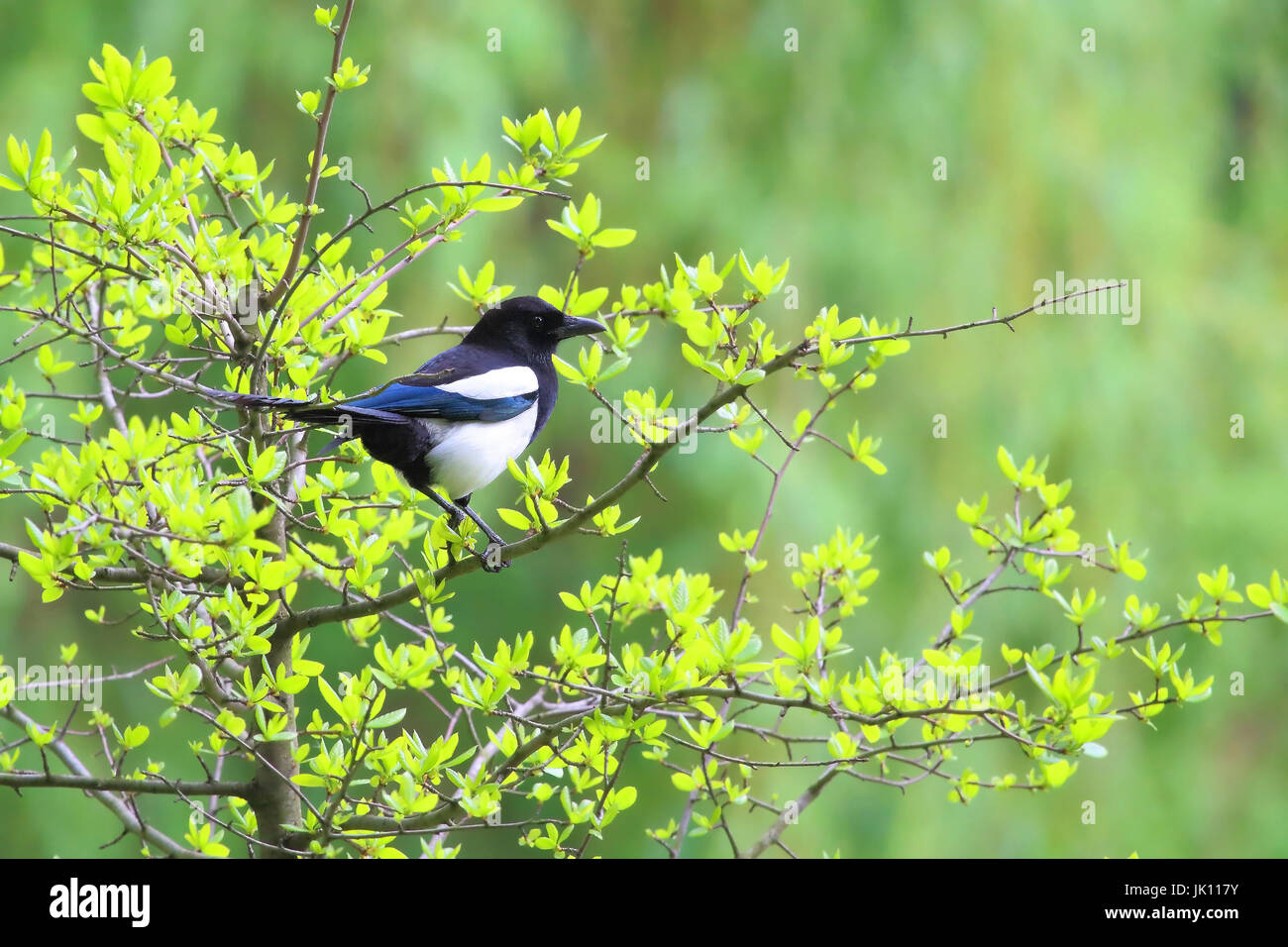 Niederrhein bird hi-res stock photography and images - Alamy