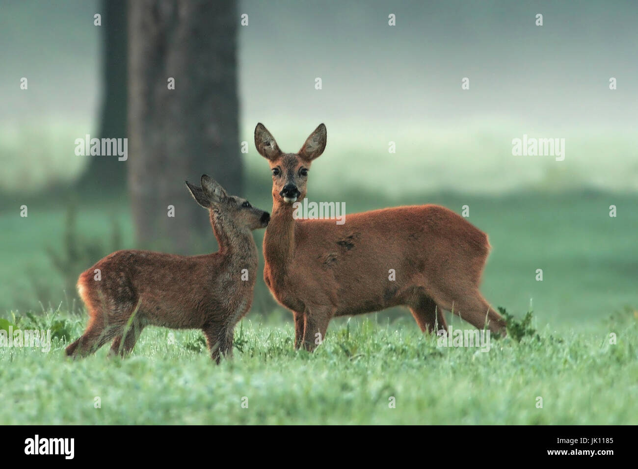 Roe deer with Kitz, Reh mit Kitz Stock Photo - Alamy