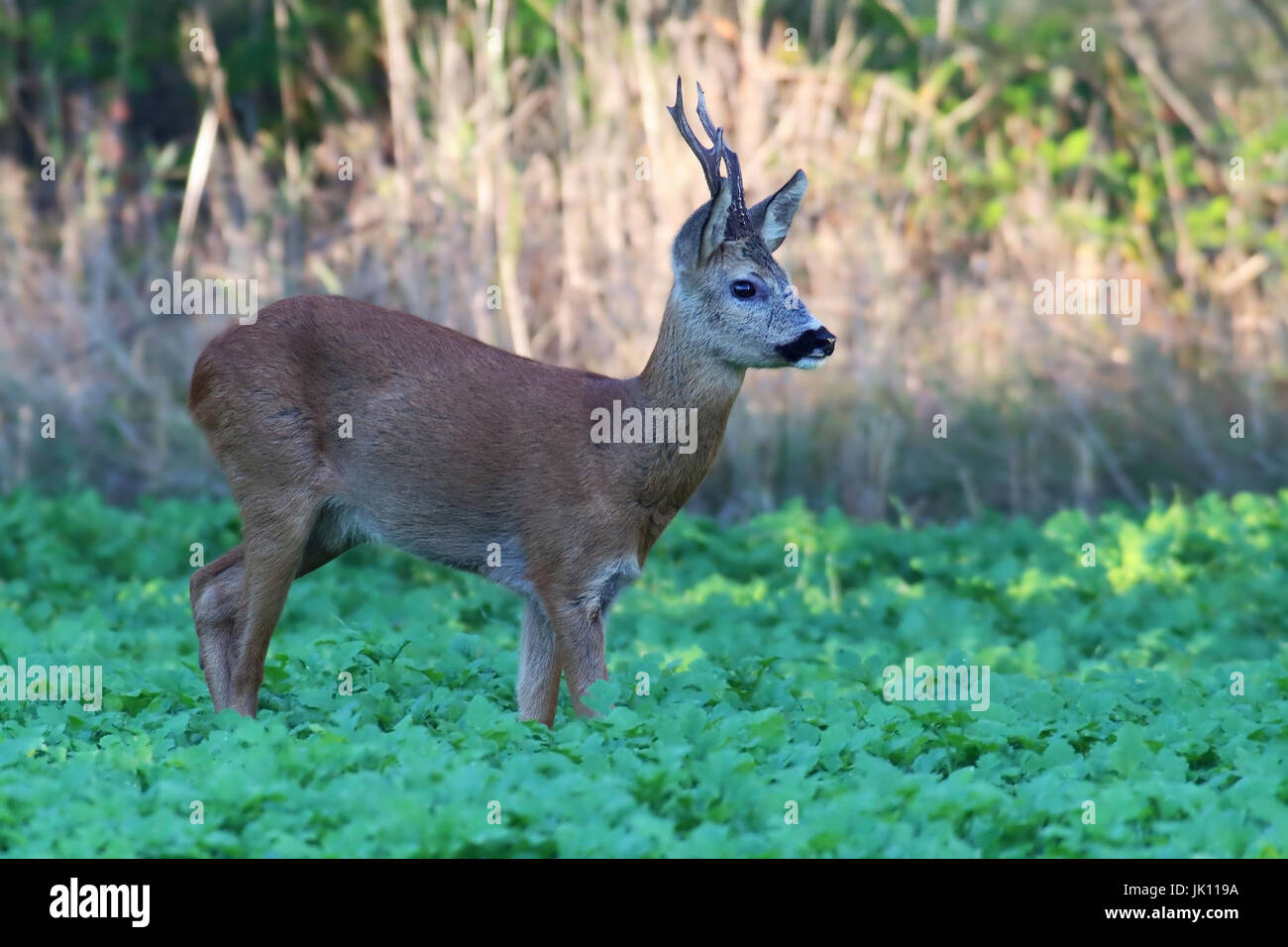 Roebuck in the field, Rehbock im Feld Stock Photo - Alamy