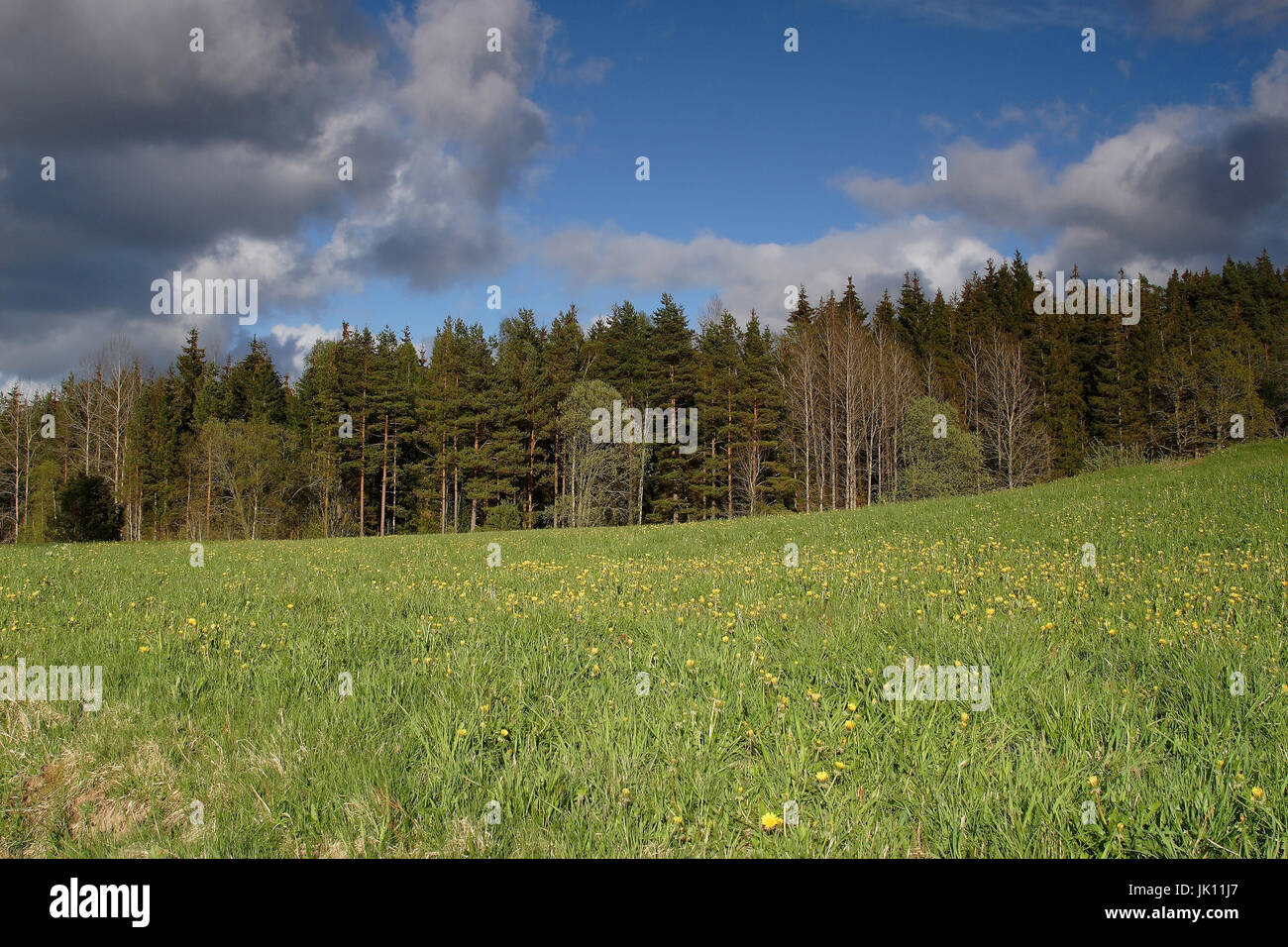 Sweden; spring meadow, Schweden; Fruehlingswiese Stock Photo - Alamy