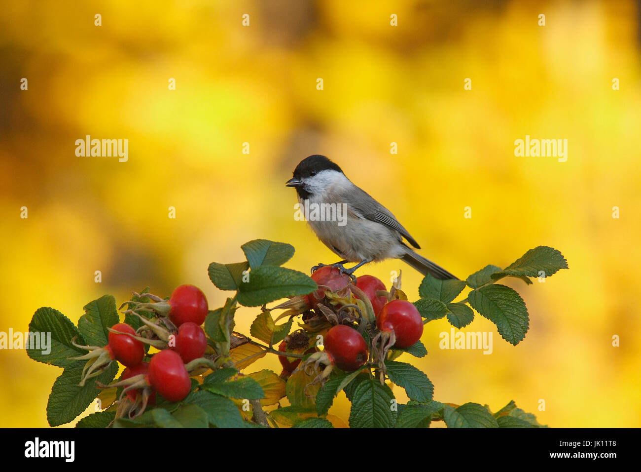 Marsh titmouse hi-res stock photography and images - Alamy