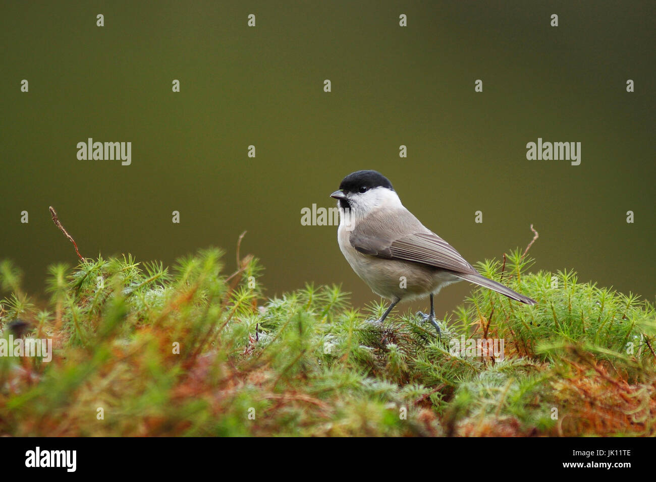 Marsh titmouse hi-res stock photography and images - Alamy