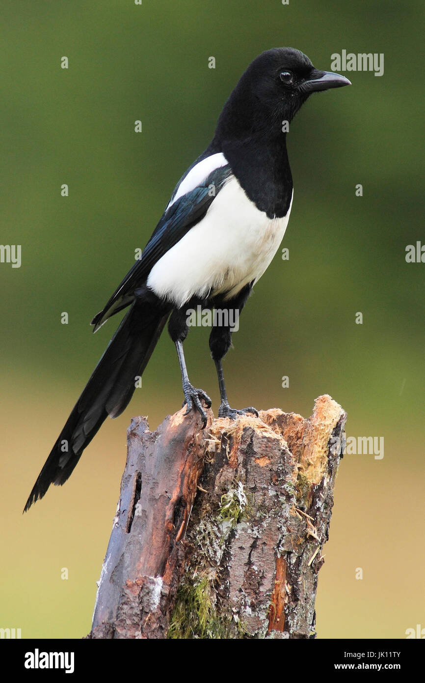 Magpie, Pica pica, Elster Stock Photo - Alamy
