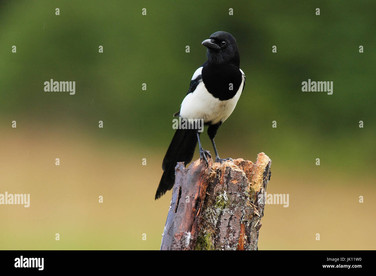 Magpie, Pica pica, Elster Stock Photo - Alamy