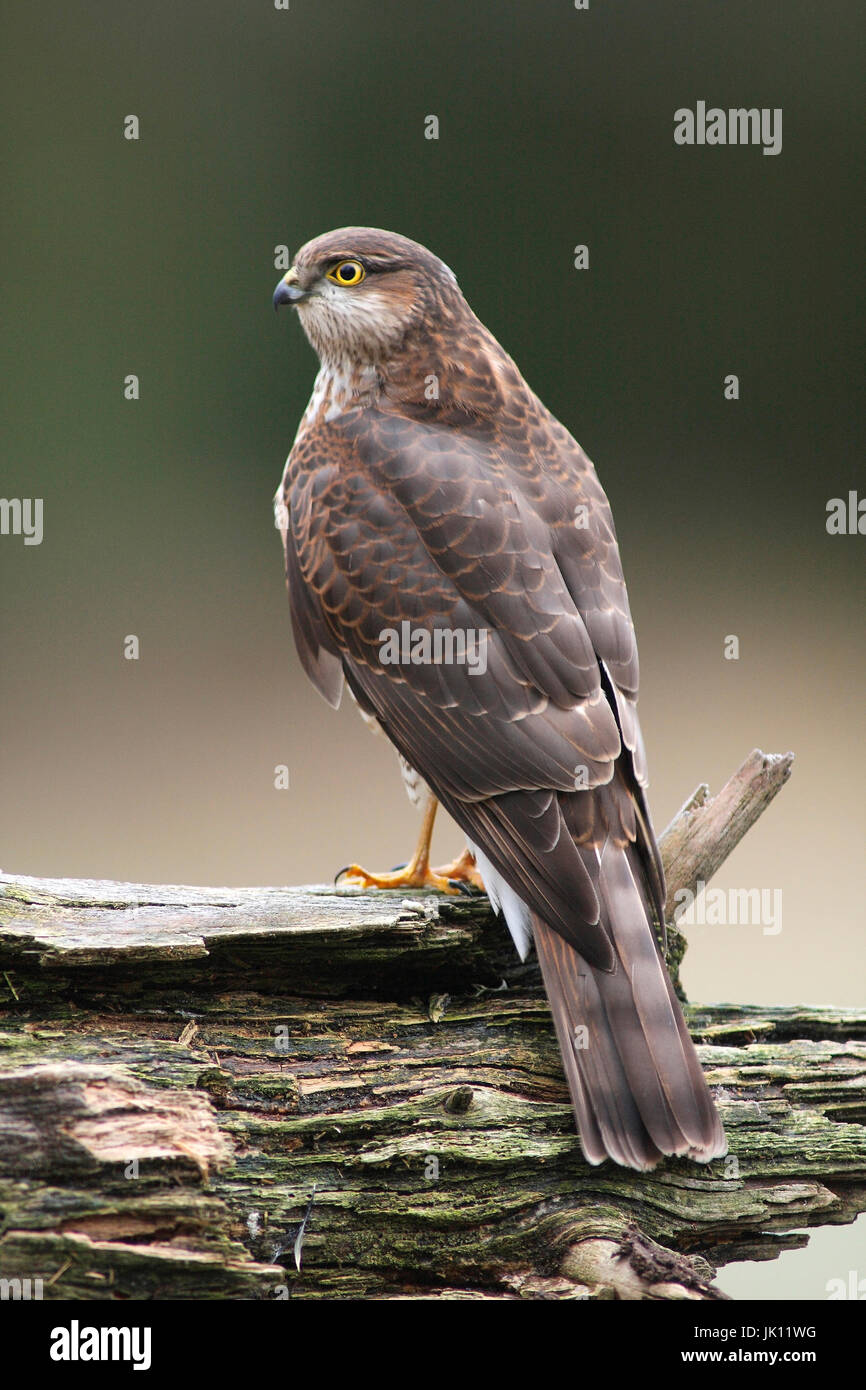 Sperber Stock Photos & Sperber Stock Images - Alamy