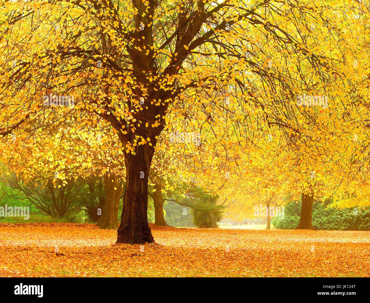 Baum in neuseeland hi-res stock photography and images - Alamy