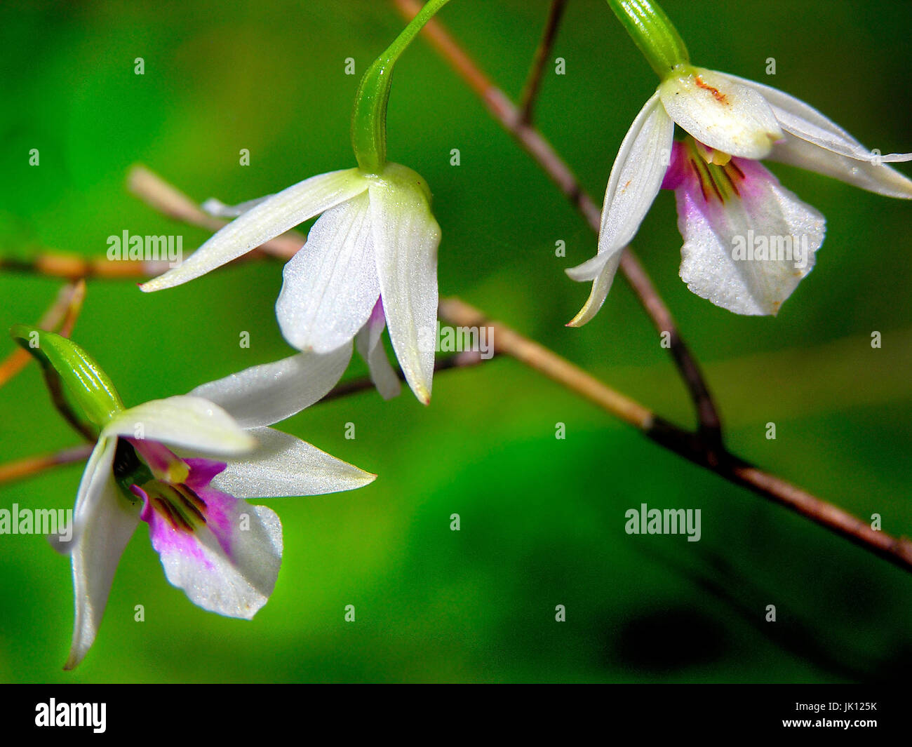 New zealand orchid hi-res stock photography and images - Alamy