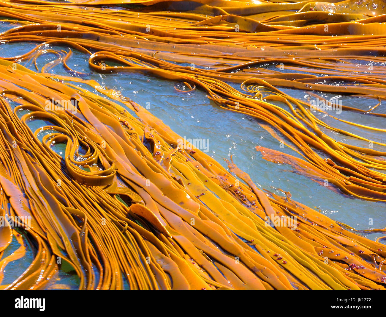 Seetang horizontal hi-res stock photography and images - Alamy