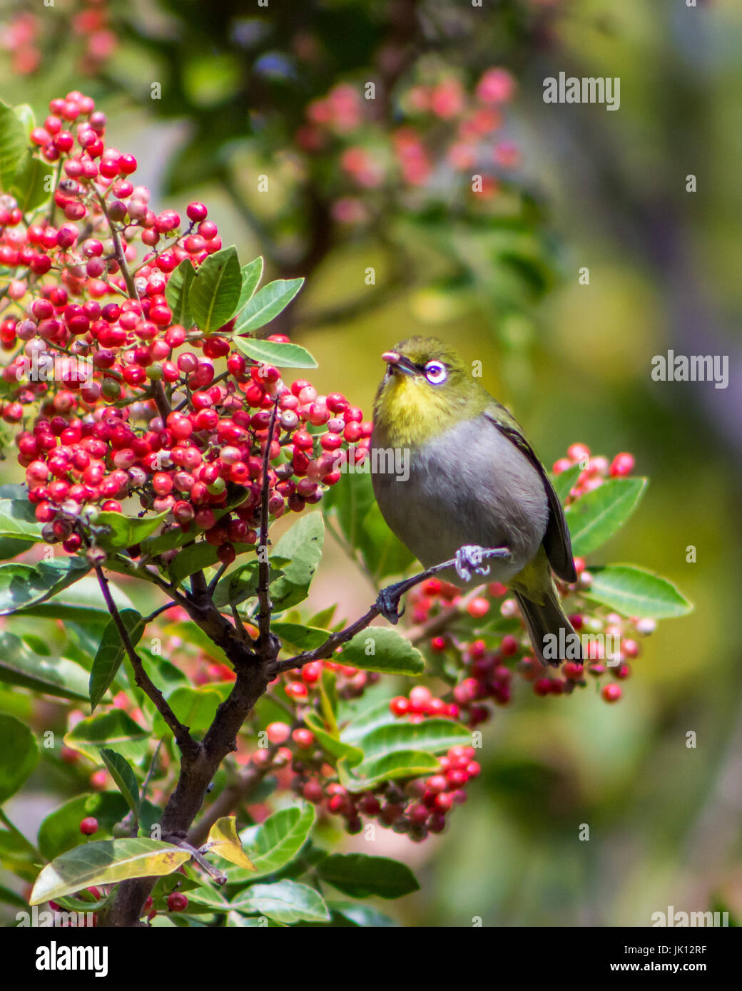 Bird eating a berry on a branch Stock Photo - Alamy