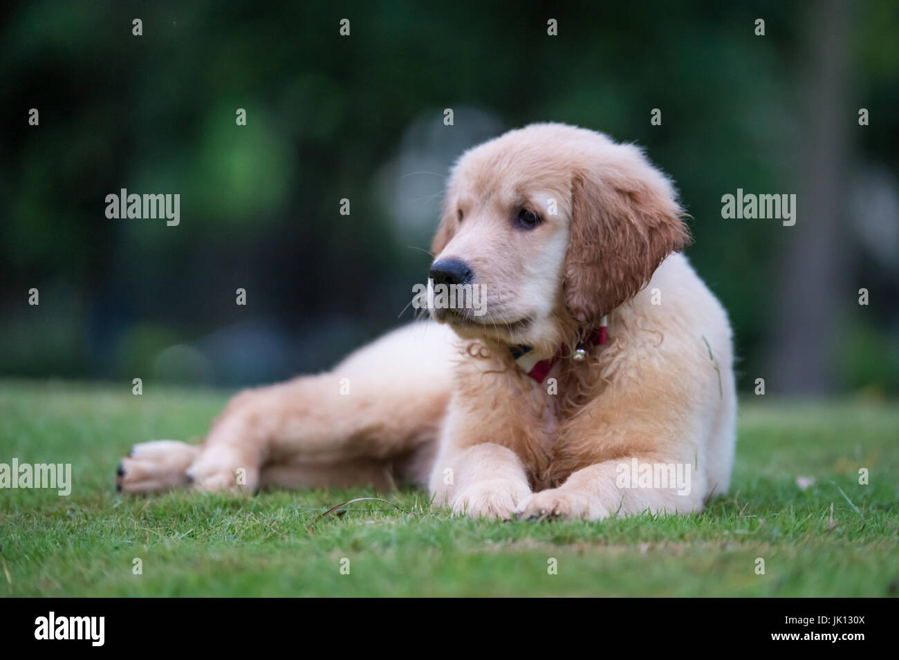 Cute Golden Retriever puppy Stock Photo - Alamy