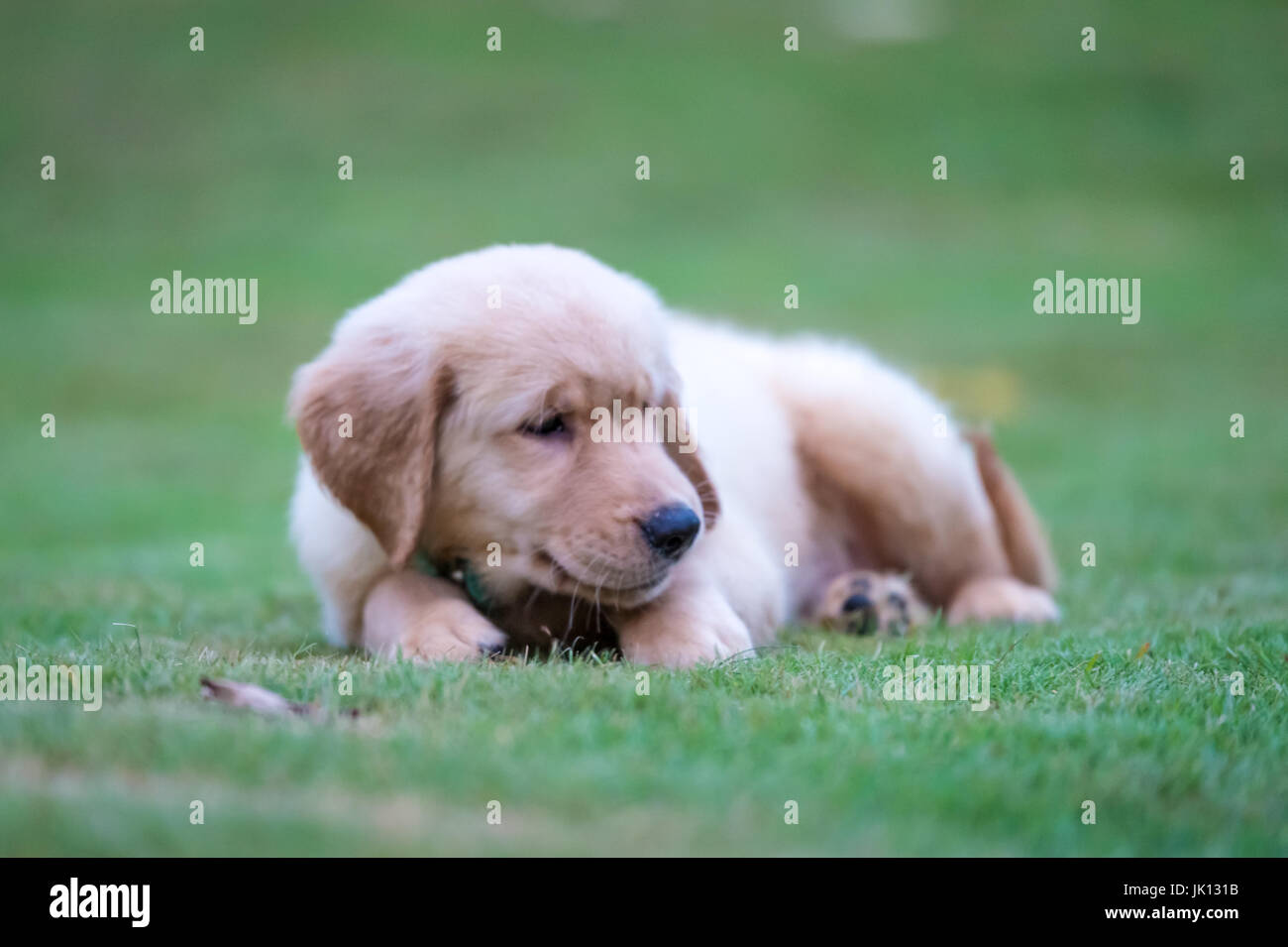 Cute Golden Retriever puppy Stock Photo - Alamy