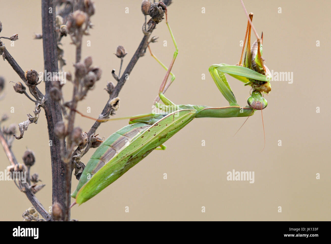 Praying mantis mantis religiosa, Gottesanbeterin (mantis religiosa ...