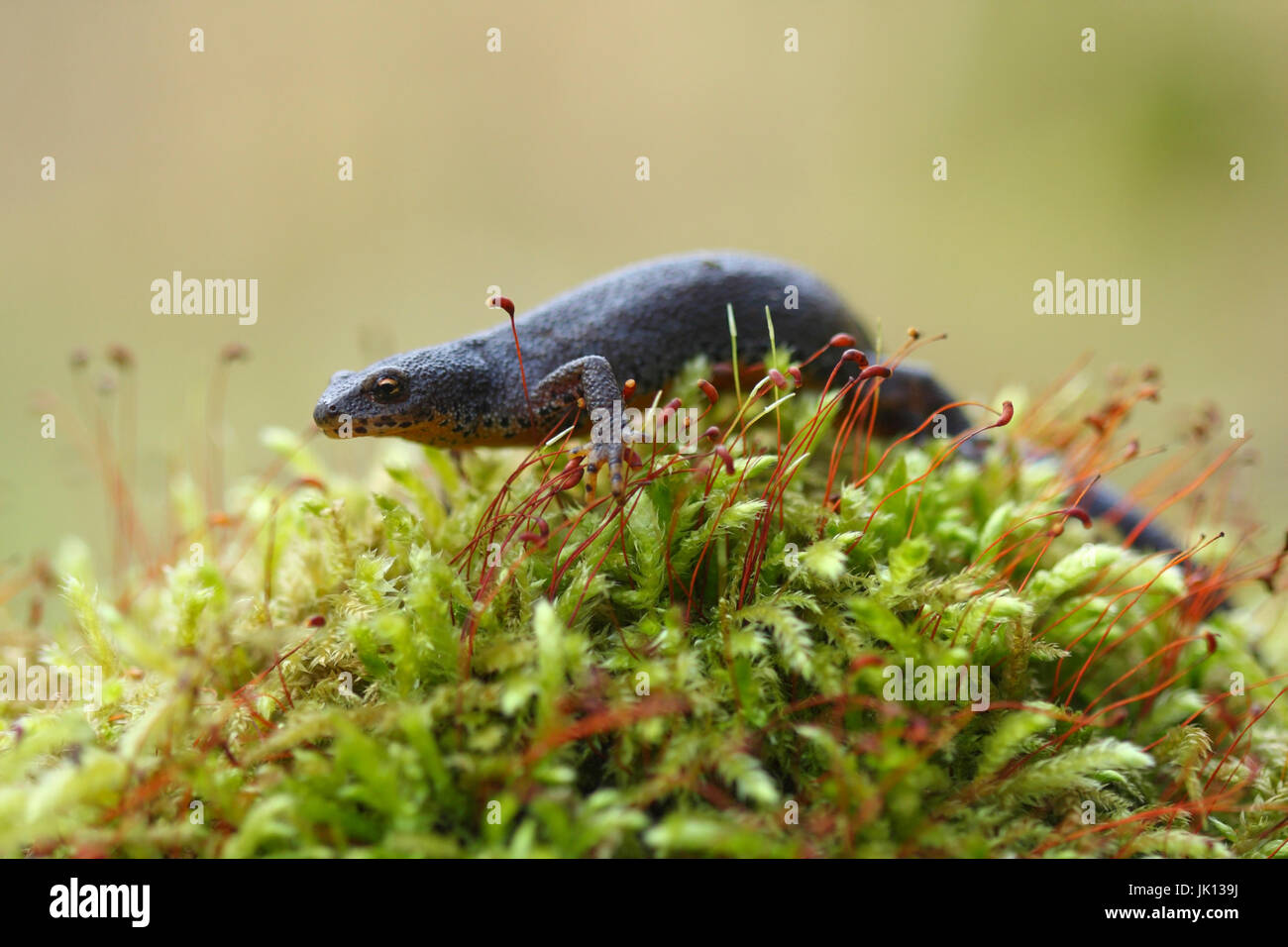 Real water salamanders hi-res stock photography and images - Alamy