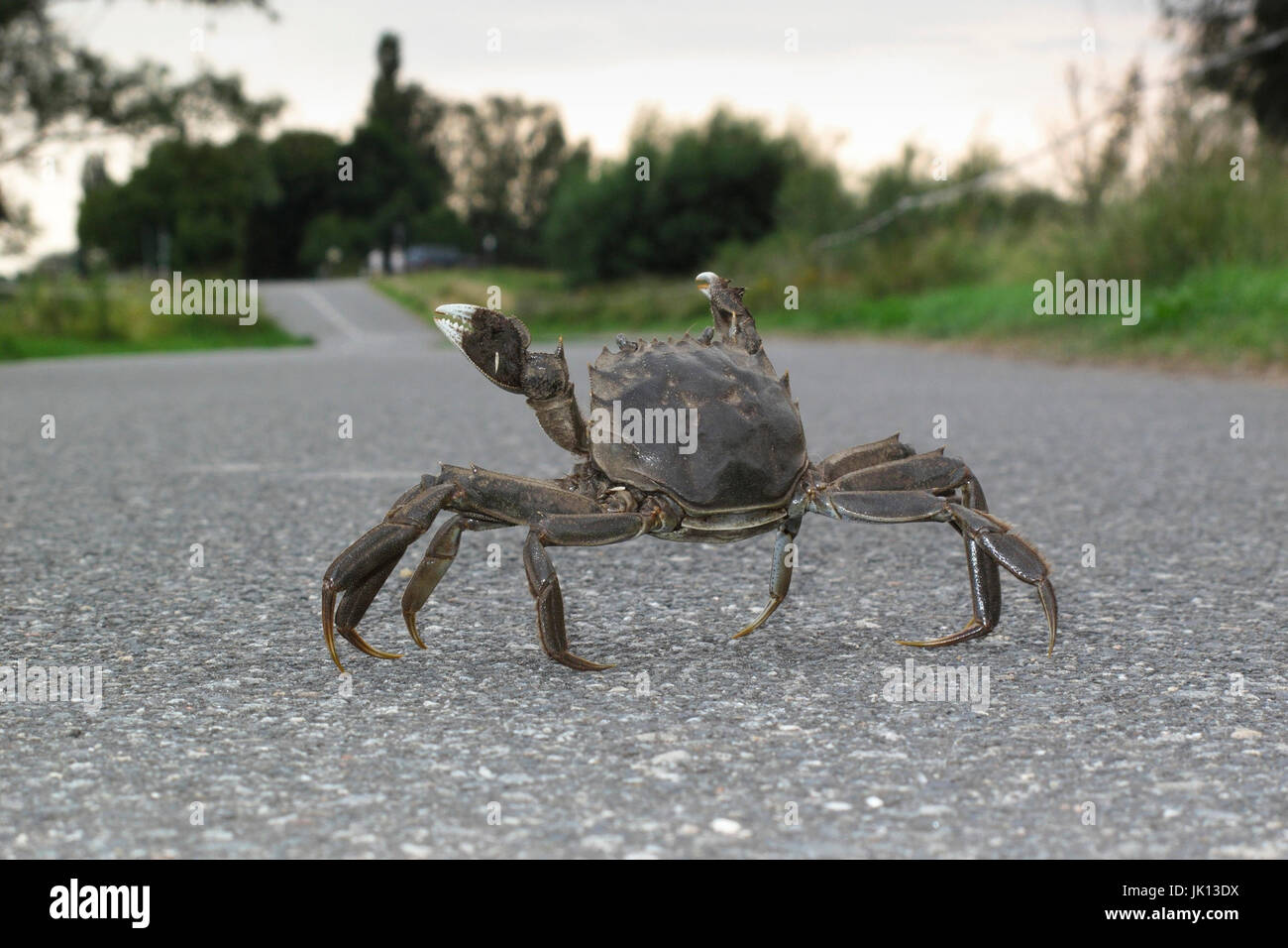 Land crab grapsoidea in threatening position, Landkrabbe (grapsoidea ...