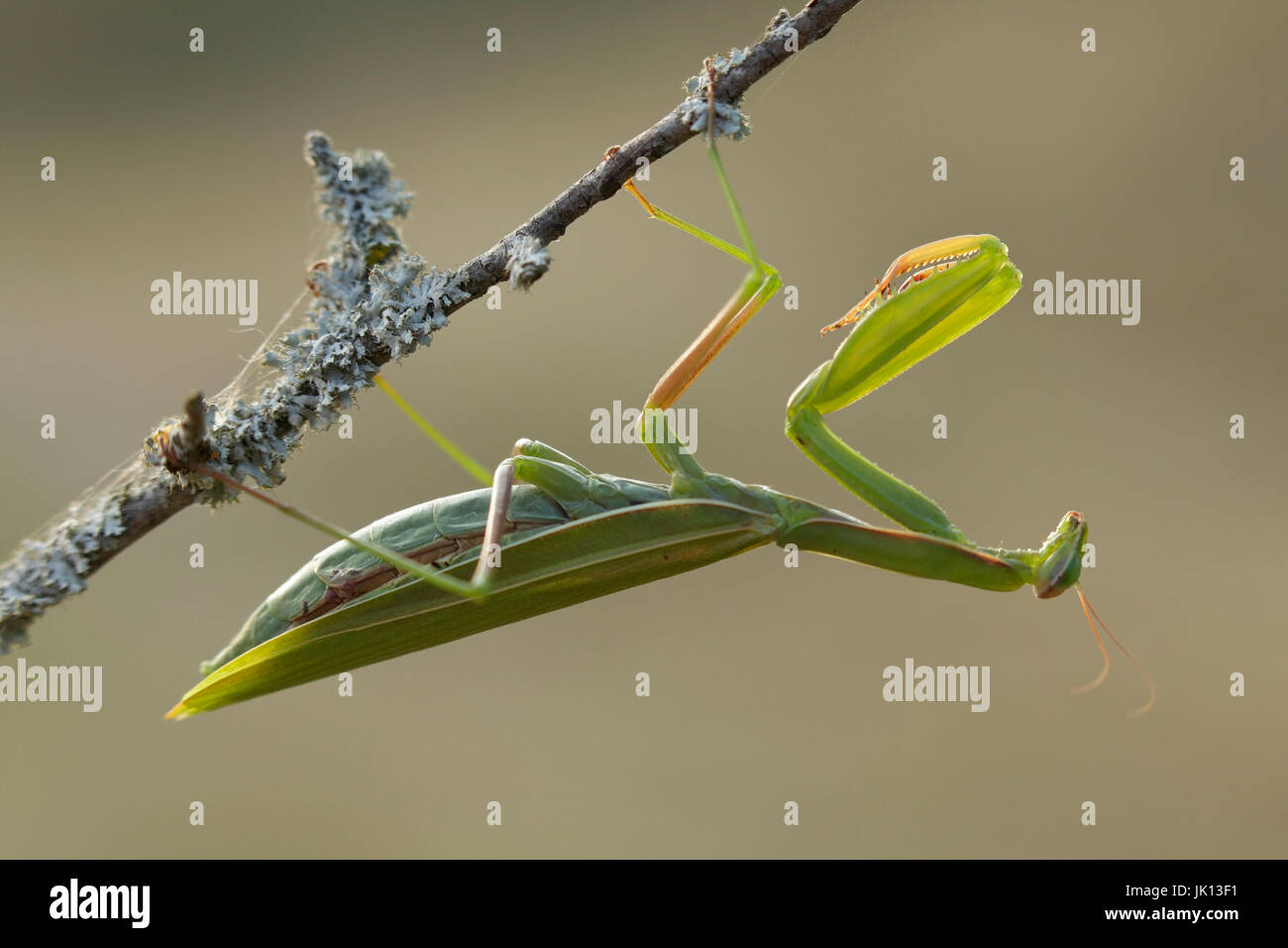 Praying mantis mantis religiosa, Gottesanbeterin (mantis religiosa ...