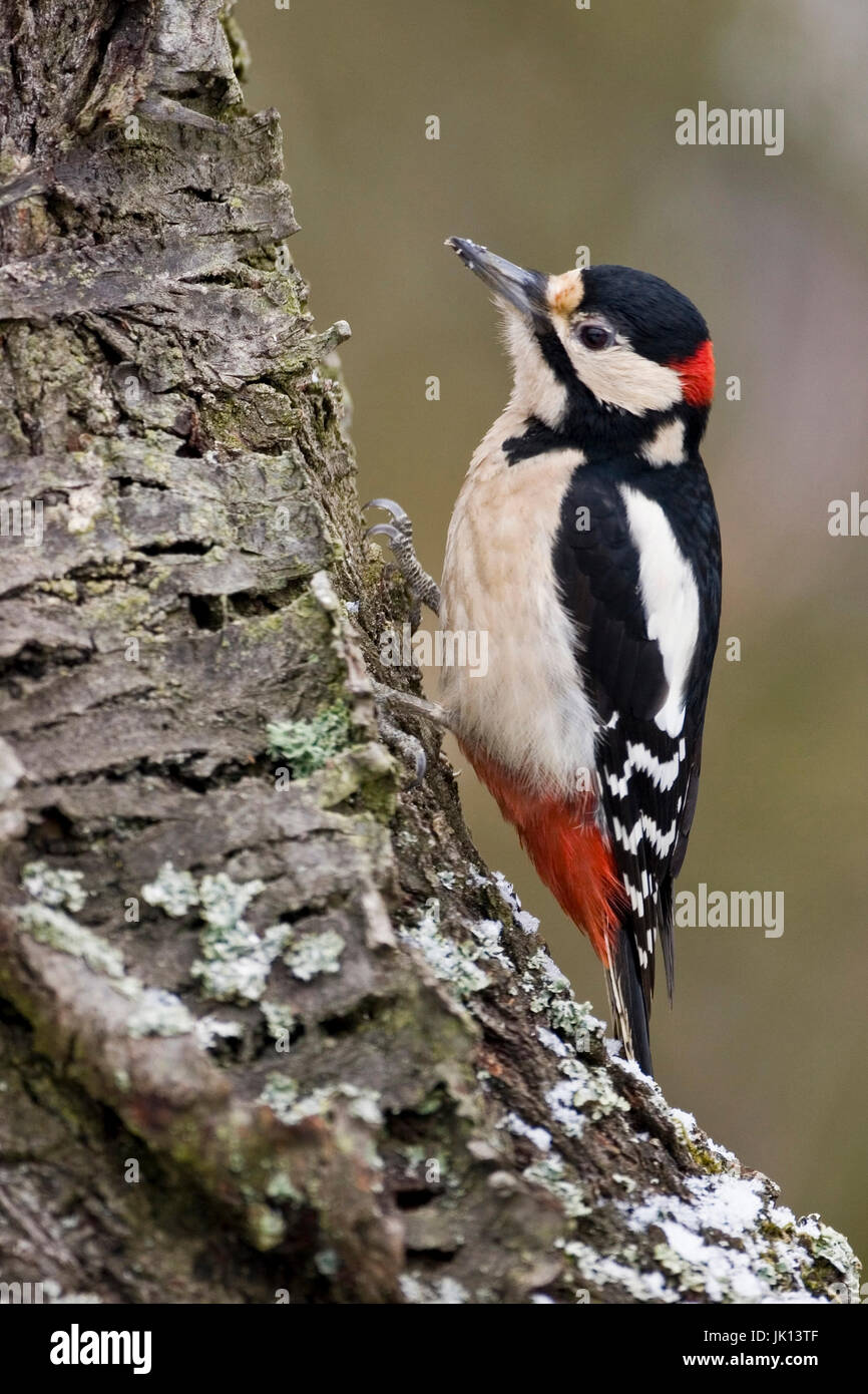 Picoides majorein hi-res stock photography and images - Alamy