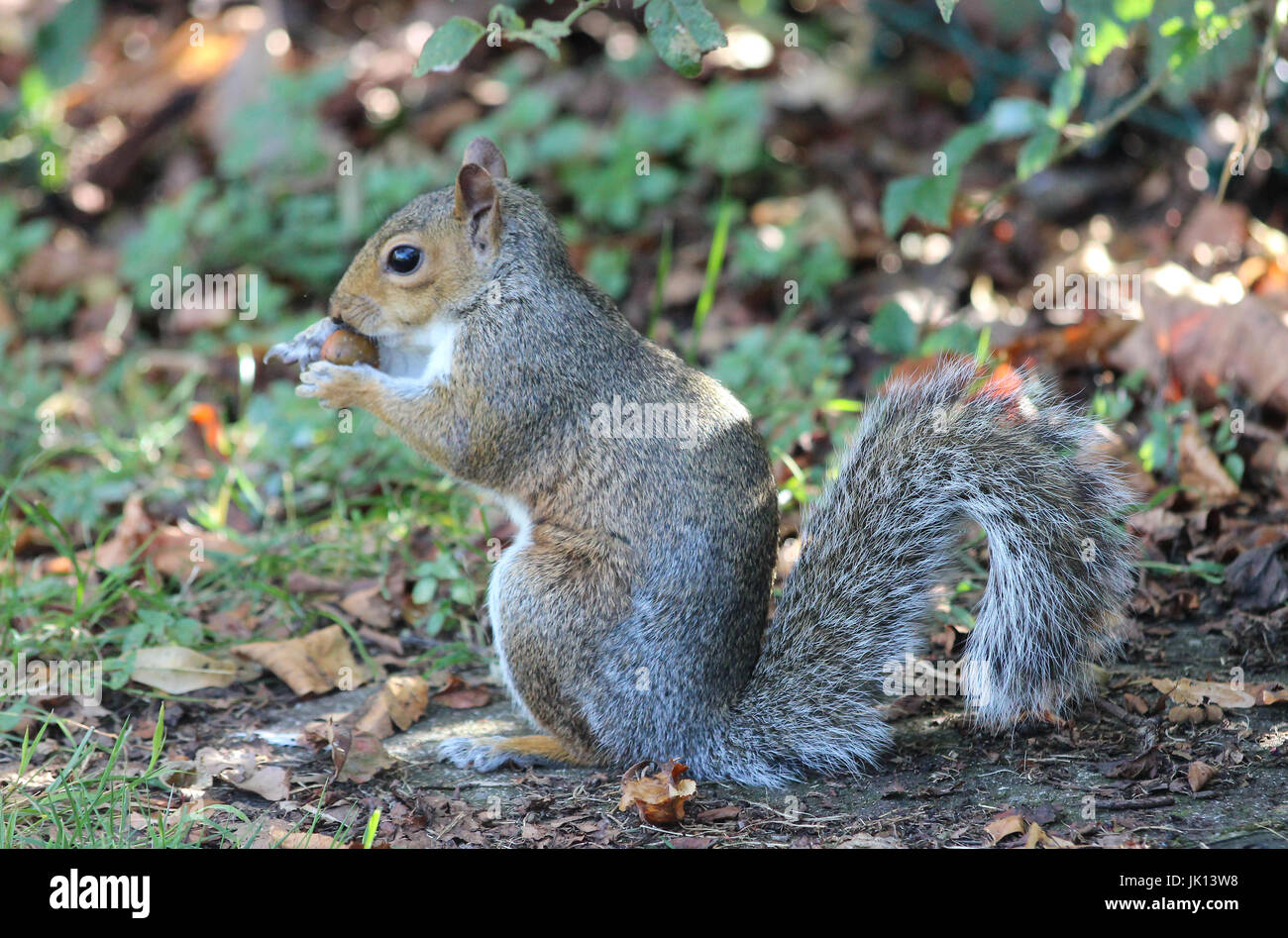 Uk park animals wildlife squirrel outdoor sunny daylight grass hi-res ...