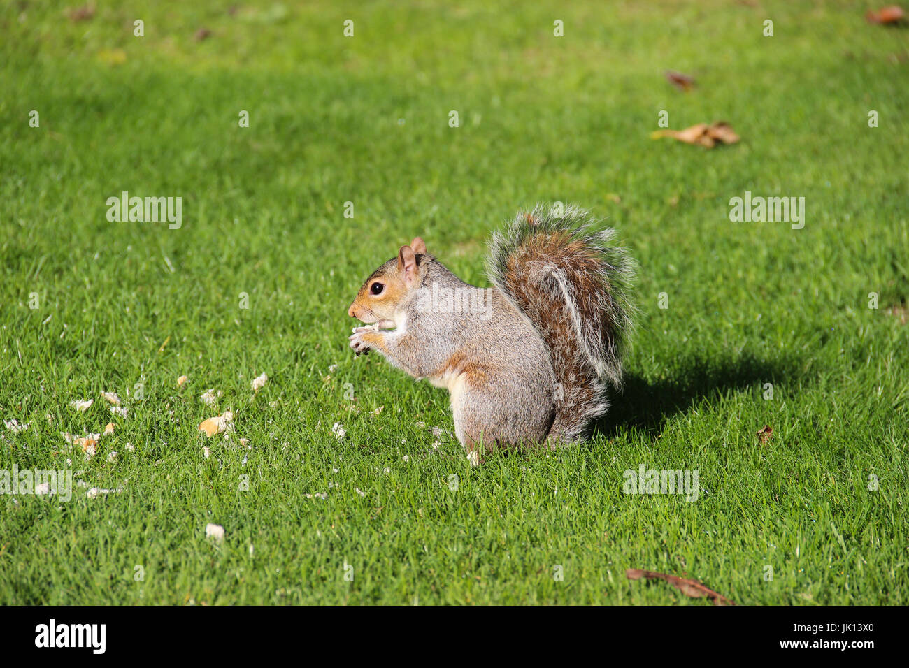 Uk park animals wildlife squirrel outdoor sunny daylight grass hi-res ...