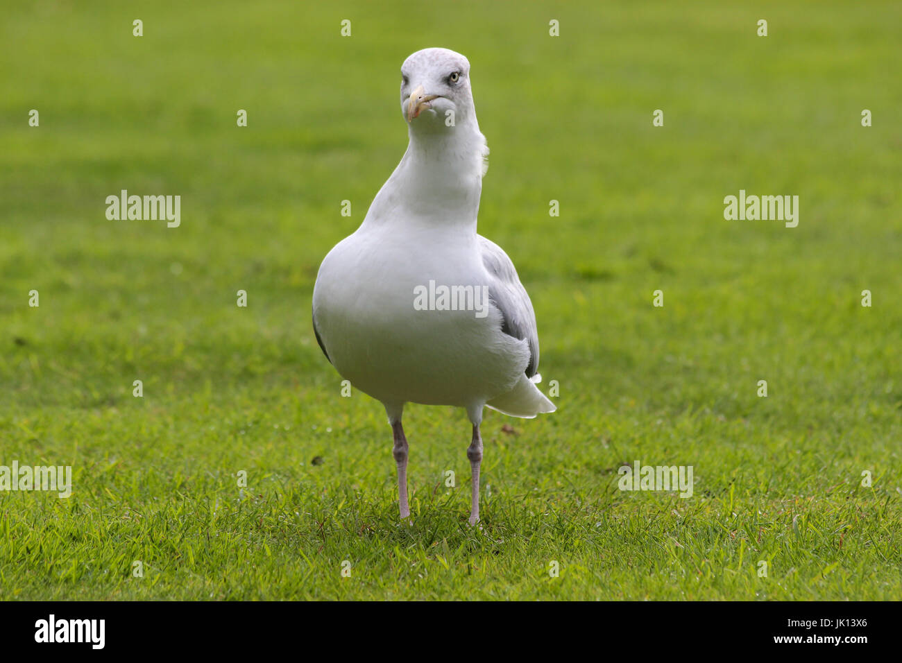 Front shot of a Seagull on grass Stock Photo - Alamy