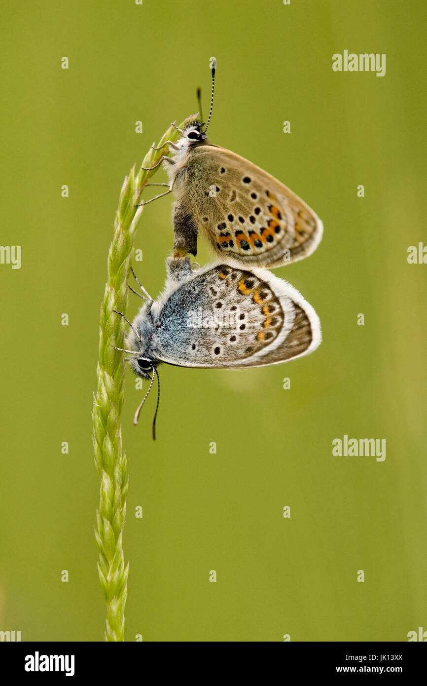 Common Bl?uling, arthropoda lepidoptera,, Gemeiner Bläuling Stock Photo - Alamy