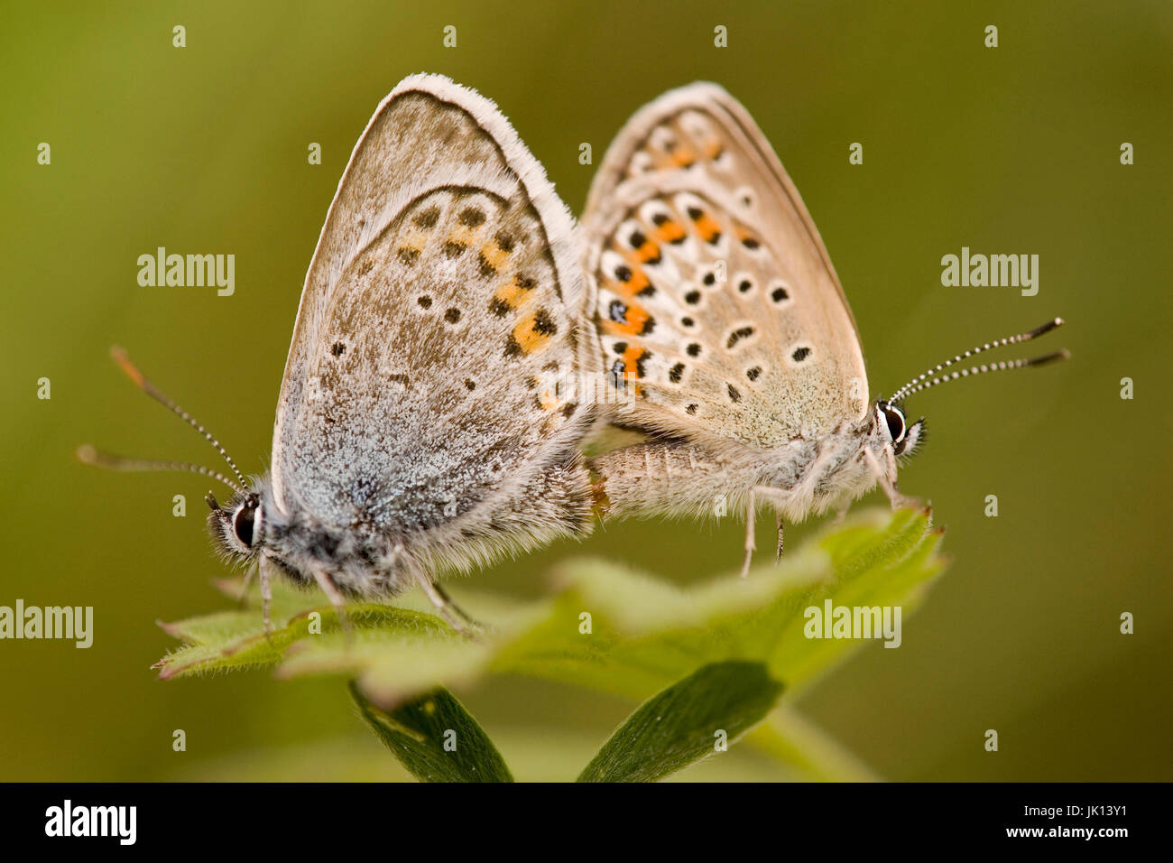 Common Bl?uling, arthropoda lepidoptera,, Gemeiner Bläuling Stock Photo ...