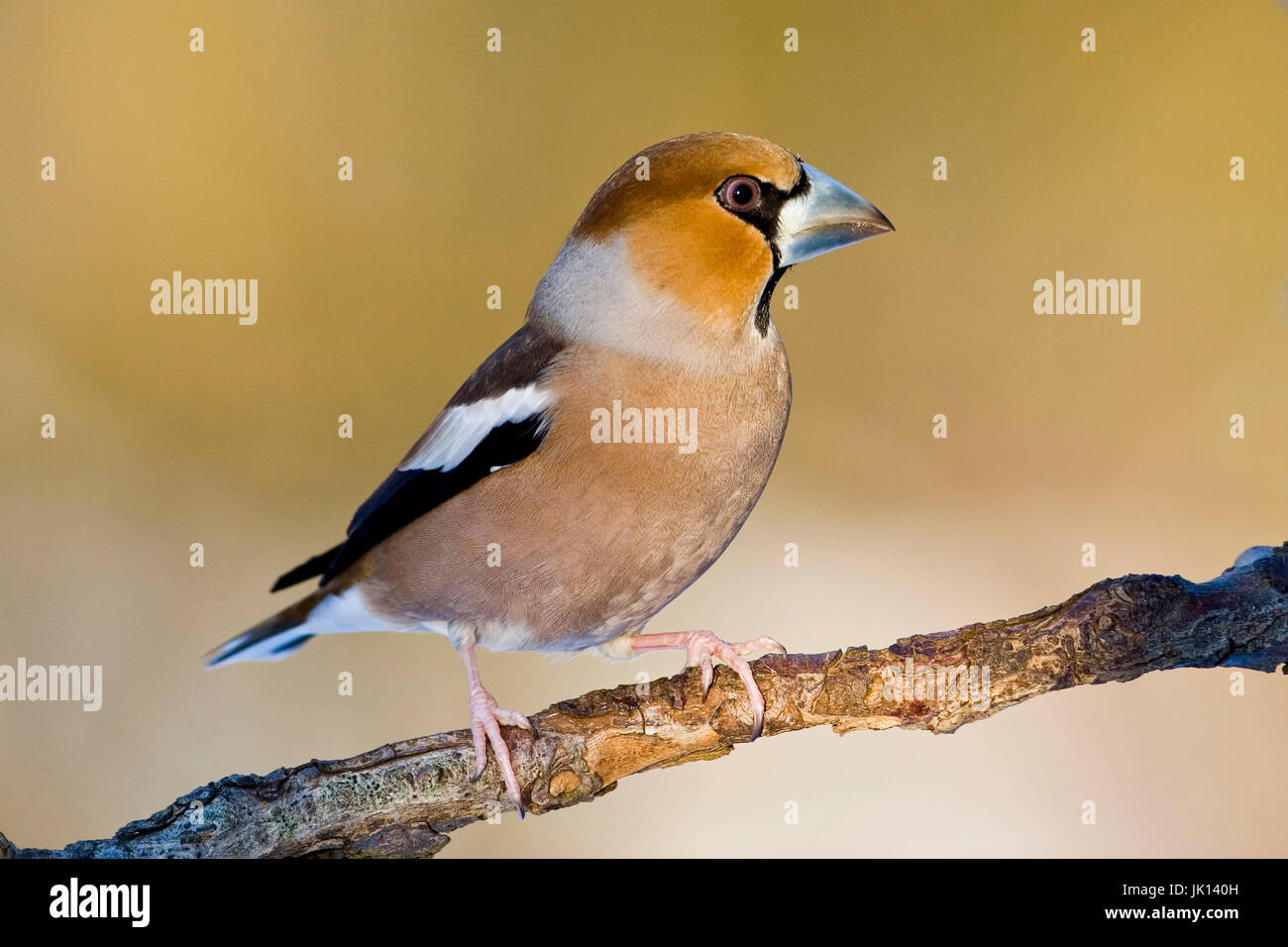 Hawfinch coccothraustes coccothraustes, Kernbeisser (coccothraustes ...