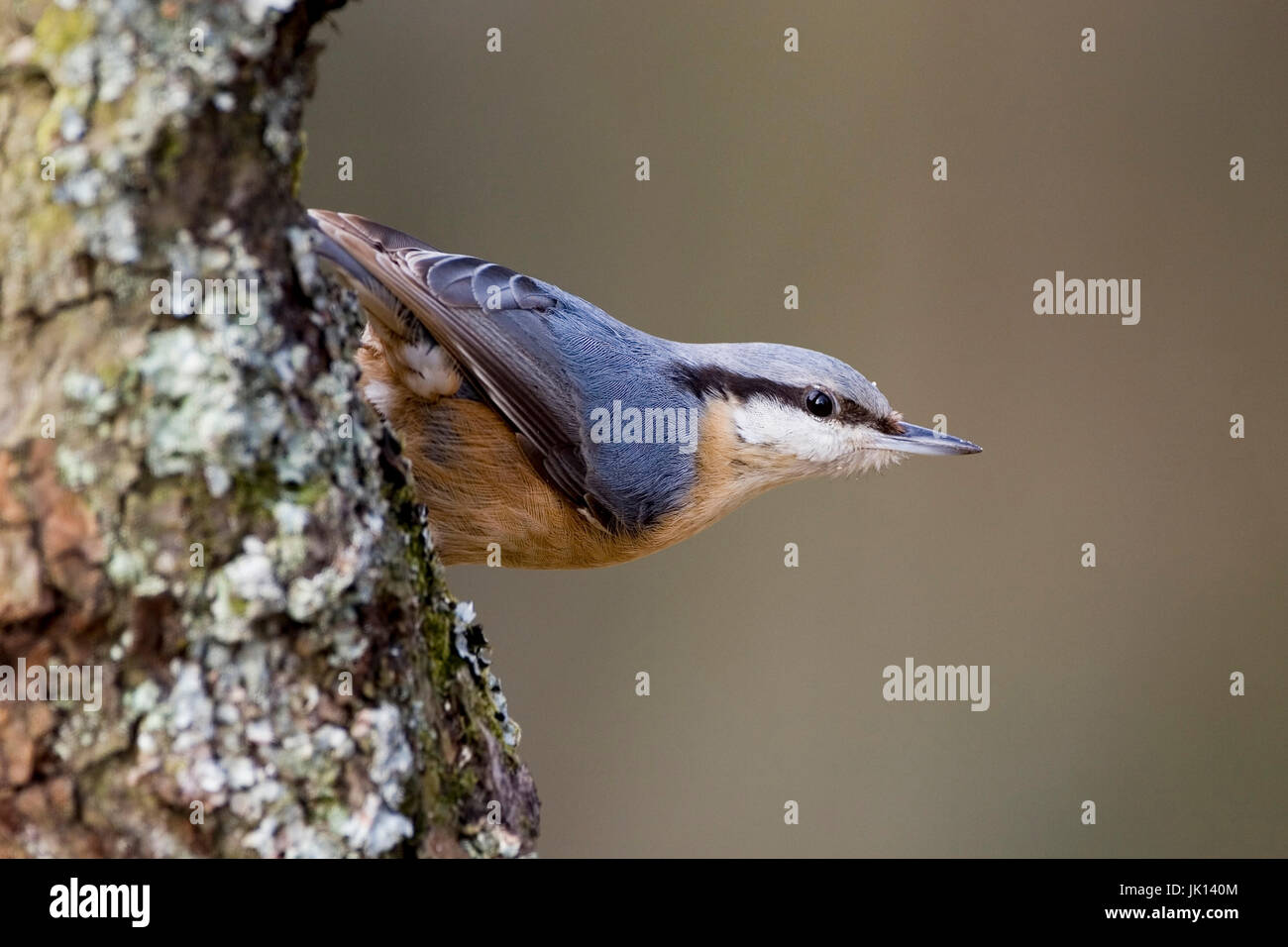 Nuthatch sitta europaea, Kleiber (sitta europaea Stock Photo - Alamy