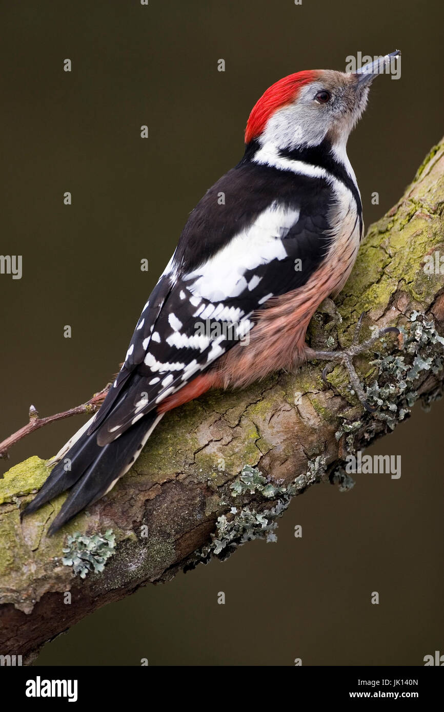 Middle woodpecker picoides medius, Mittelspecht (picoides medius Stock ...
