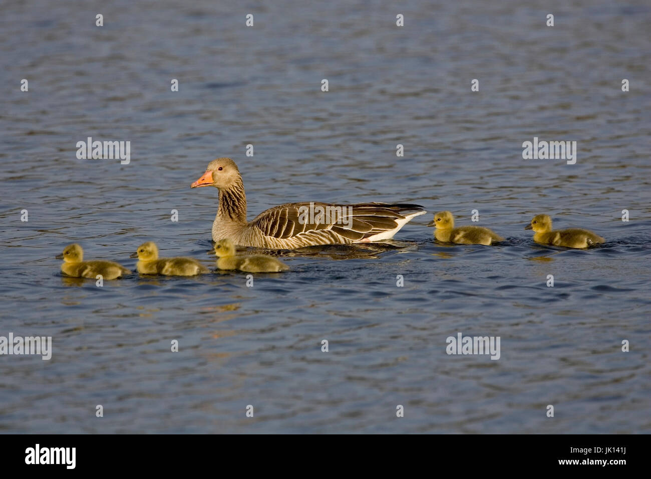 Greylag goose, anser anser with Jung's birds, Graugans, anser anser mit ...