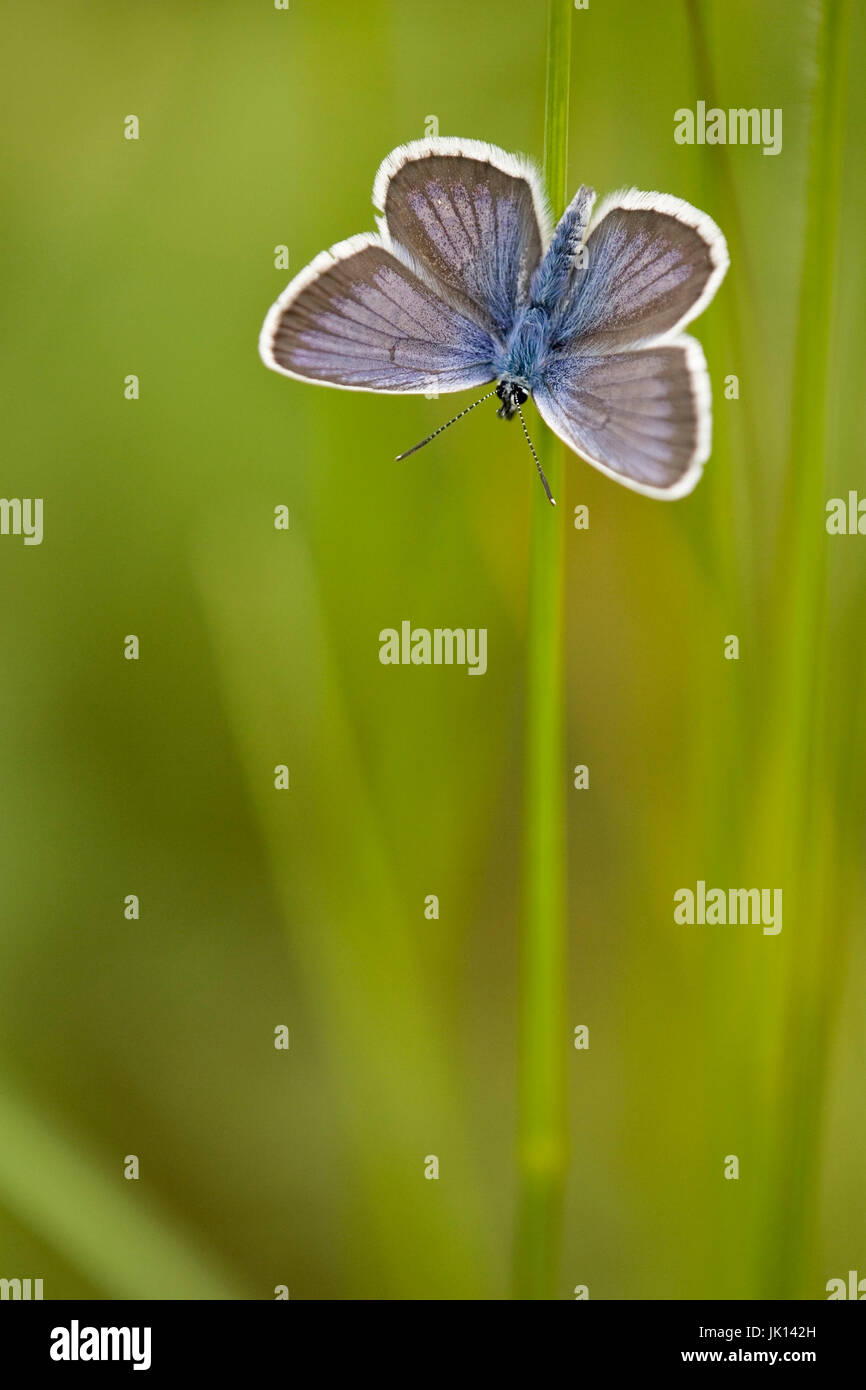 Common Bl?uling, arthropoda lepidoptera,, Gemeiner Bläuling Stock Photo - Alamy
