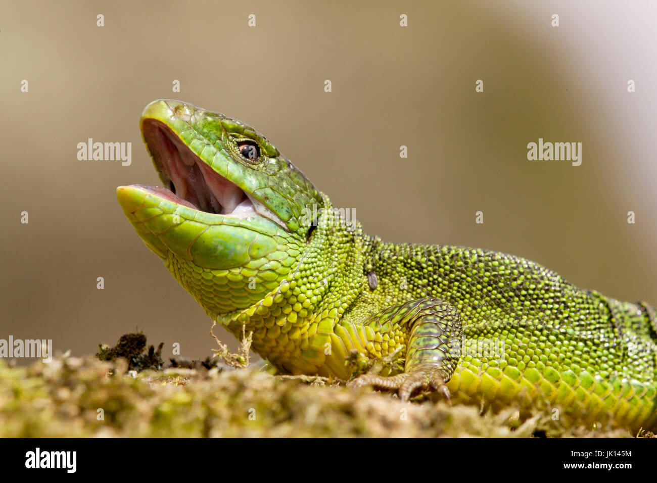 Medium lizards hi-res stock photography and images - Alamy