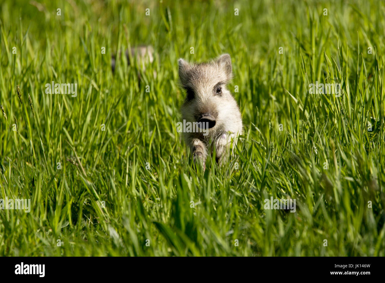 Wild boar, young wild boar, Sus scrofa, Wildschwein, Frischling Stock ...