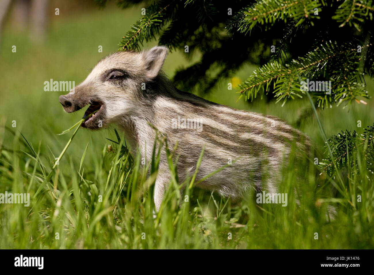 Junges wildschwein frischlinge hi-res stock photography and images - Alamy