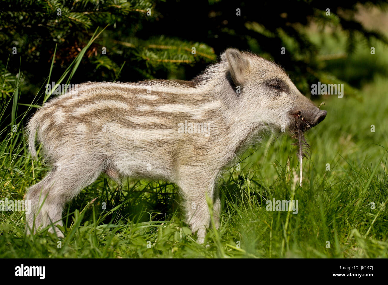 Wild boar, young wild boar, Sus scrofa, Wildschwein, Frischling Stock ...