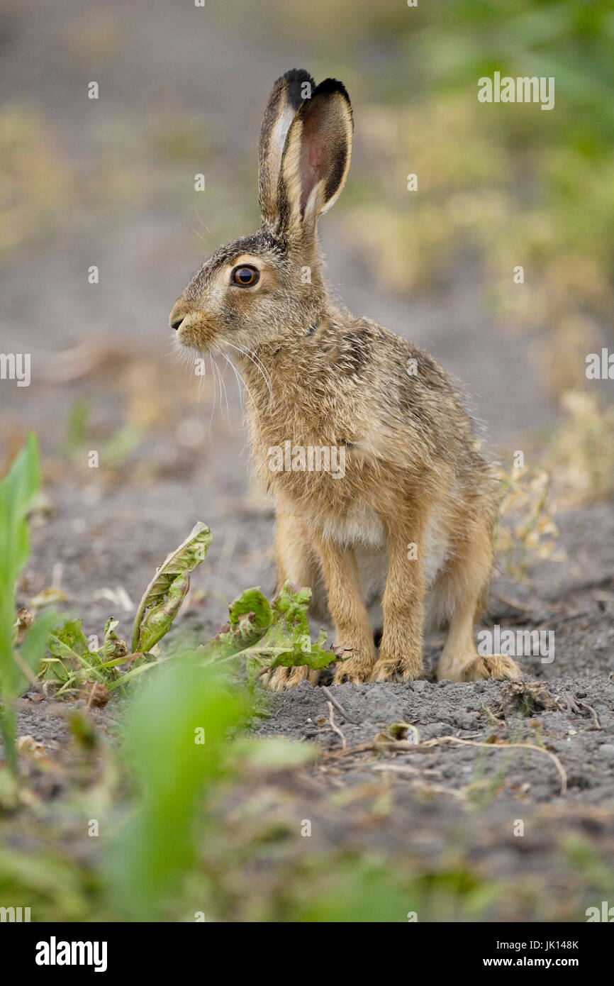Field hare, Lepus europaeus,, Feldhase Stock Photo - Alamy