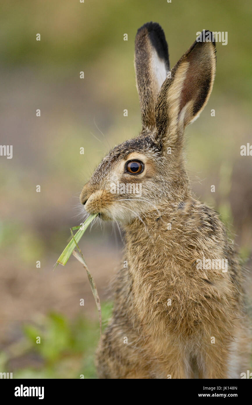Field hare, Lepus europaeus,, Feldhase Stock Photo - Alamy