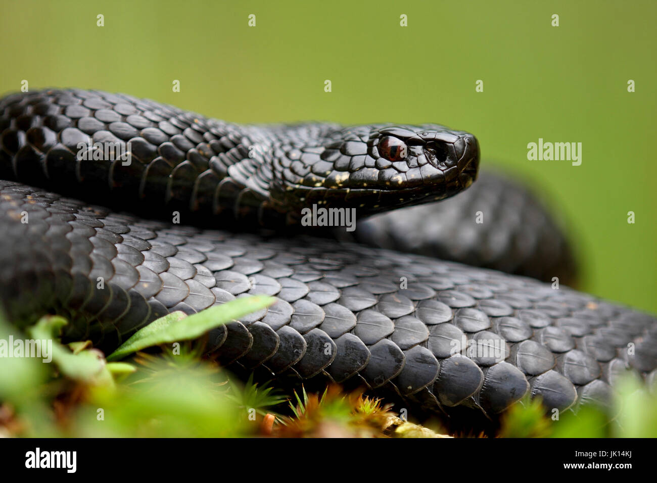 Black common viper, Vipera berus, Schwarze Kreuzotter Stock Photo - Alamy
