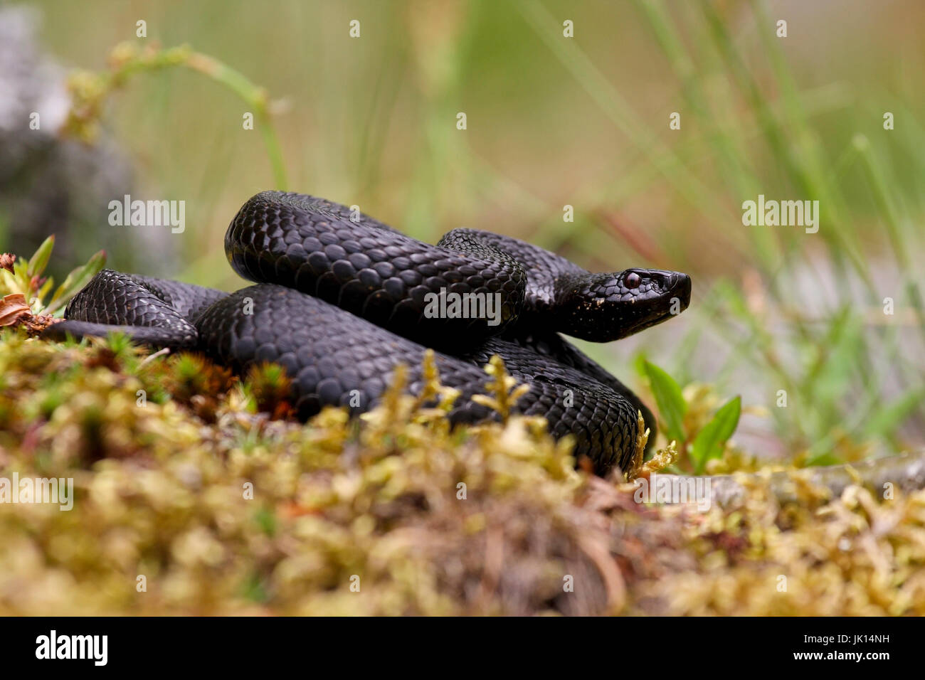Black common viper, Vipera berus, Schwarze Kreuzotter Stock Photo - Alamy