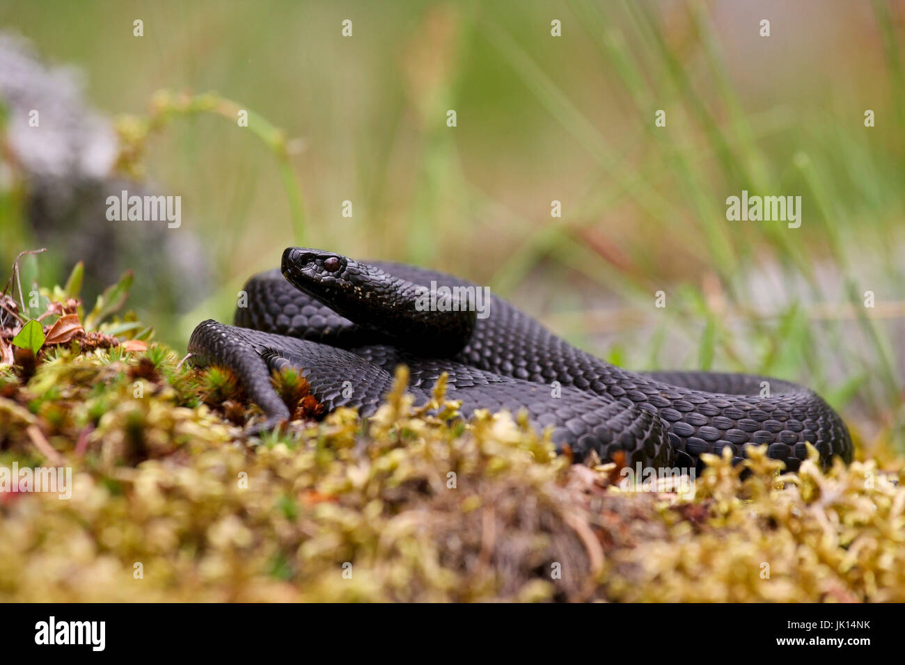 Black common viper, Vipera berus, Schwarze Kreuzotter Stock Photo - Alamy