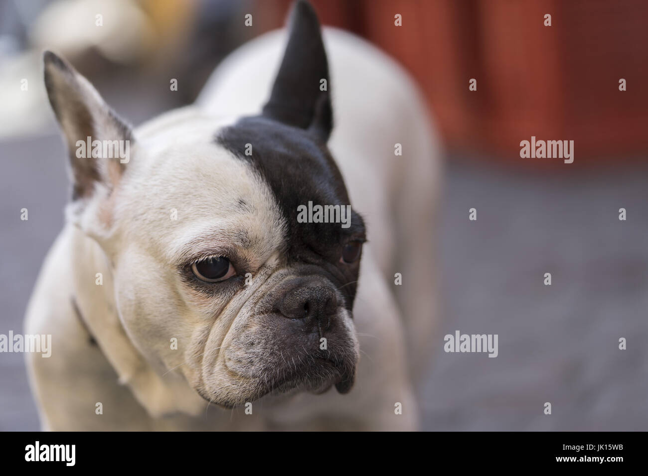 Black ear hi-res stock photography and images - Alamy