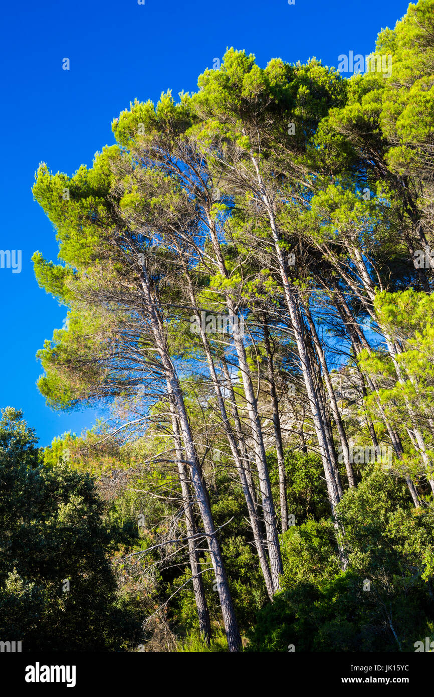 Pine trees. Tierra Estella county. Navarre, Spain, Europe Stock Photo ...