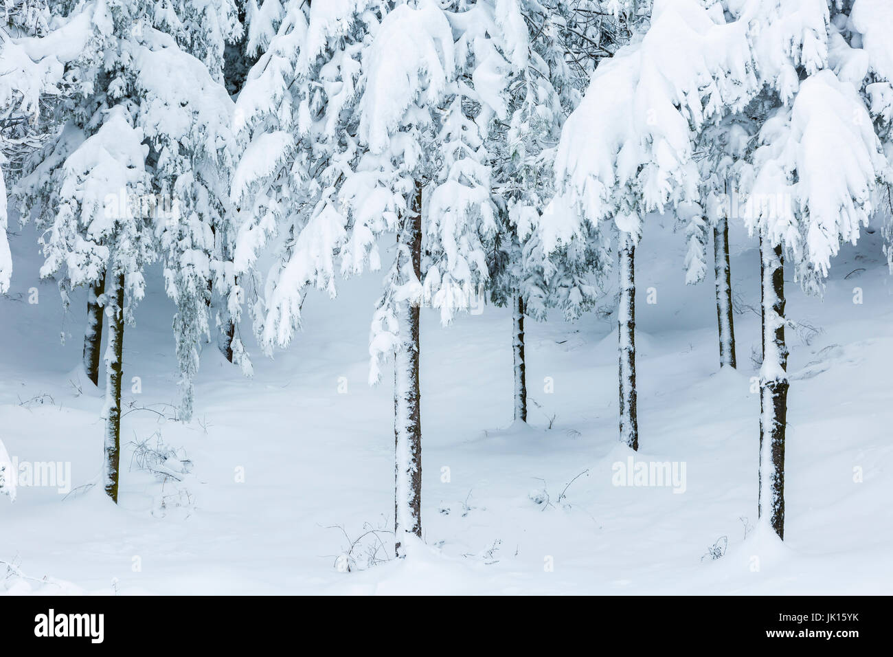 Conifer forest in winter. Saldropo, Gorbeia Natural Park, Biscay, Spain ...