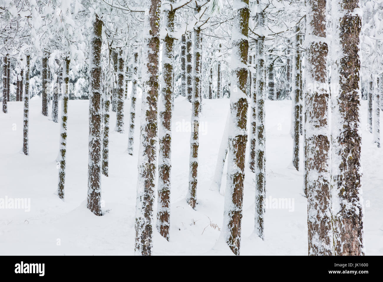Conifer forest in winter. Saldropo, Gorbeia Natural Park, Biscay, Spain ...