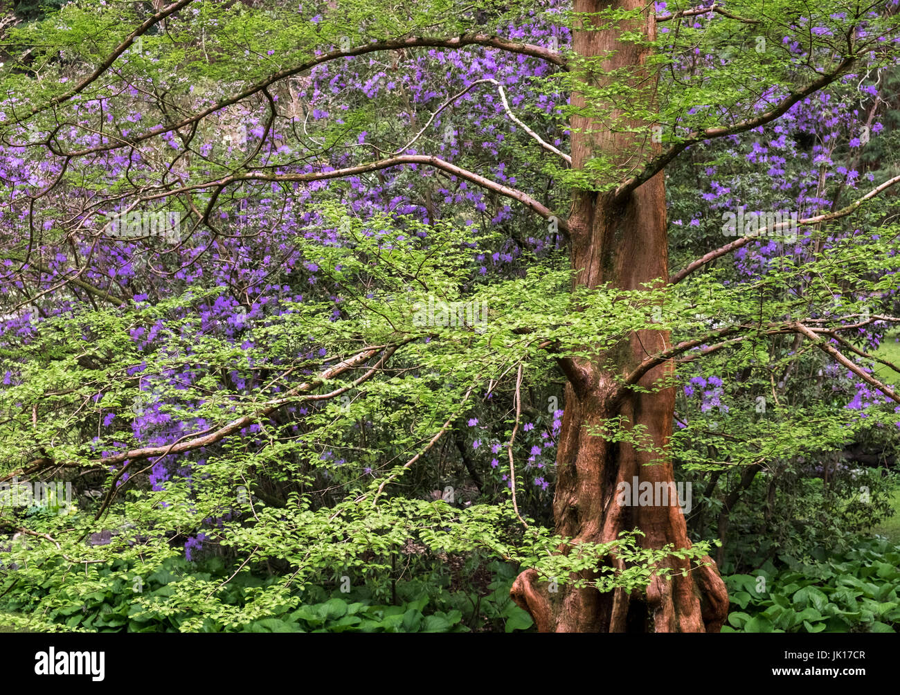 Beautiful Pathway Lined With Trees And Purple Azaleas