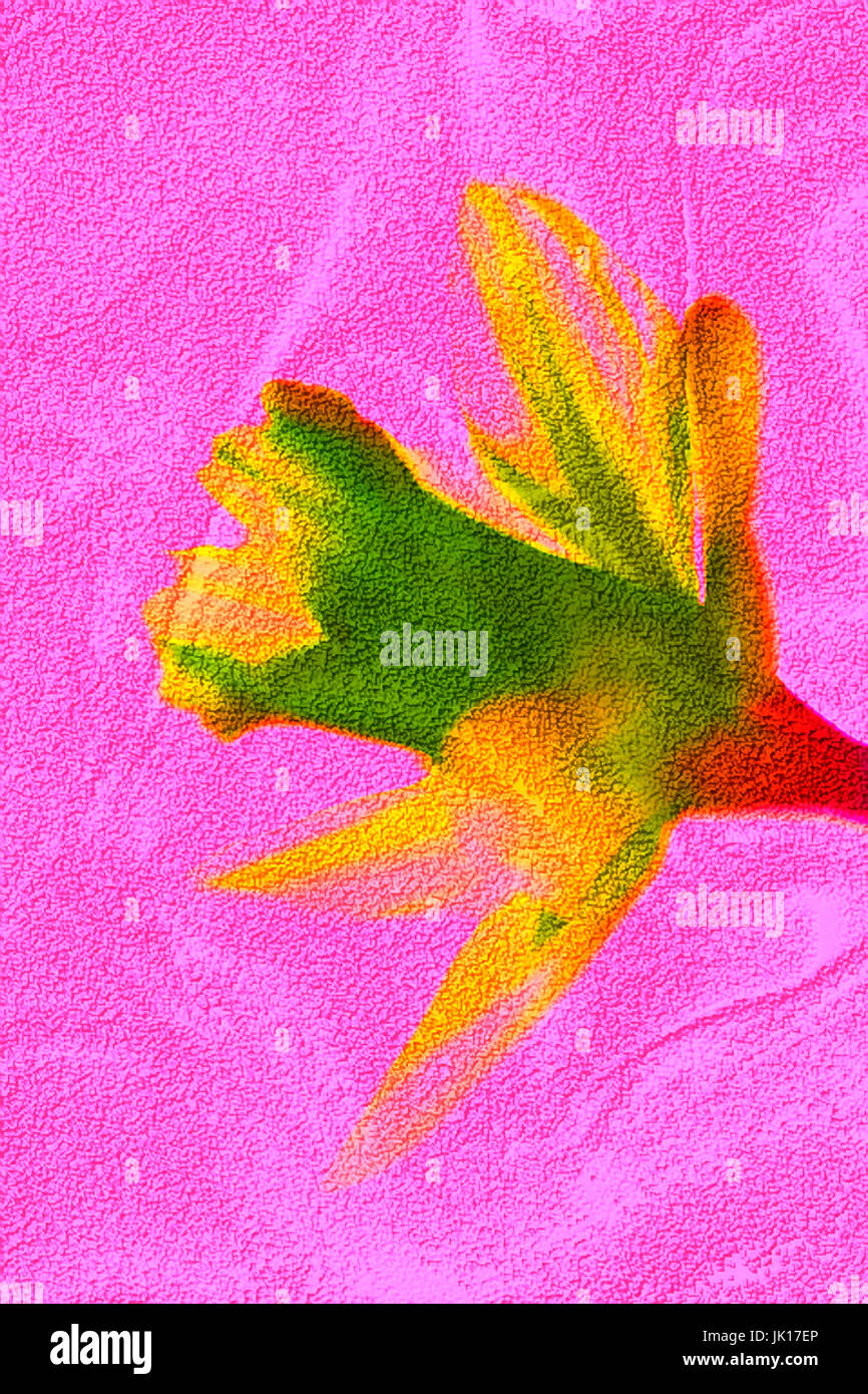 An abstract daffodil illustration on a pink textured background Stock ...