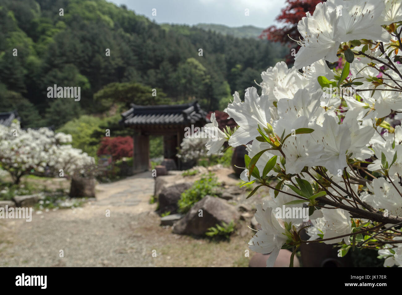 Traditional korean flowers hi-res stock photography and images - Alamy